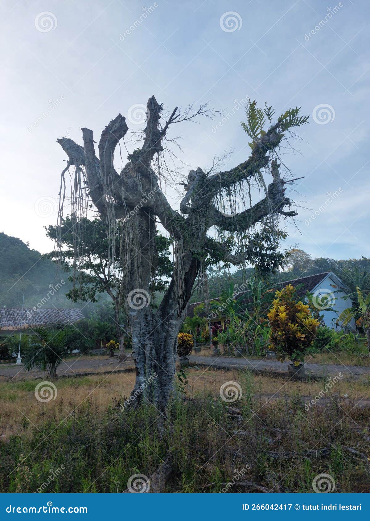 An Old and Brittle Banyan Tree Stock Image - Image of logo, organic ...