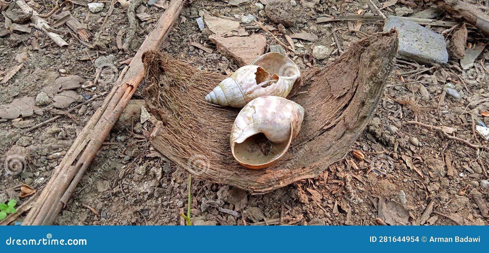 Old and brittle shells stock photo. Image of shells - 281644954