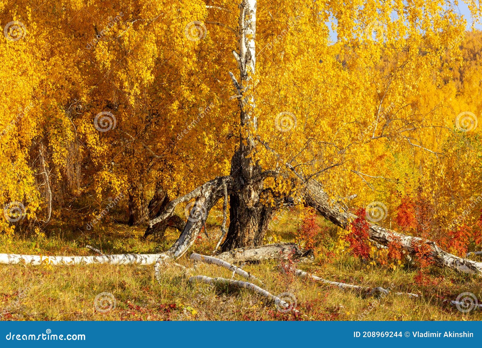 Old Broken Birch Tree in Autumn Forest Stock Photo - Image of forest ...