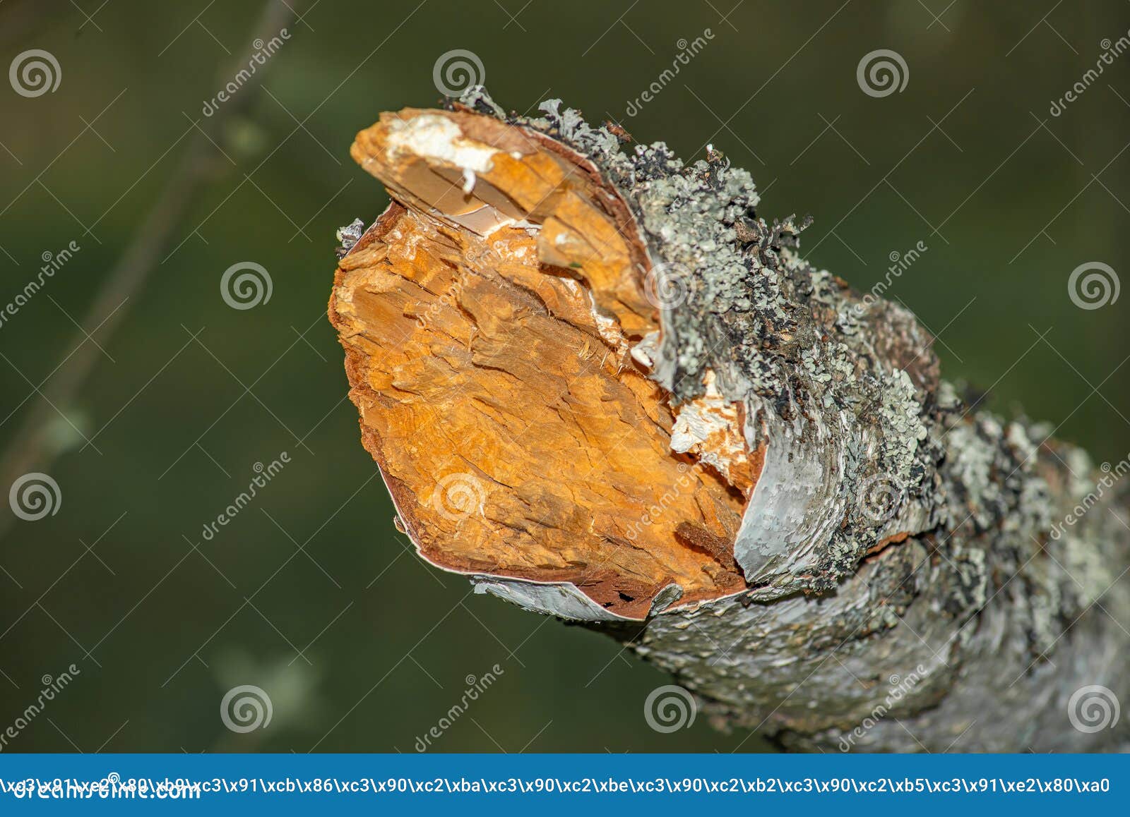 The old broken birch tree stock image. Image of bright - 182892475