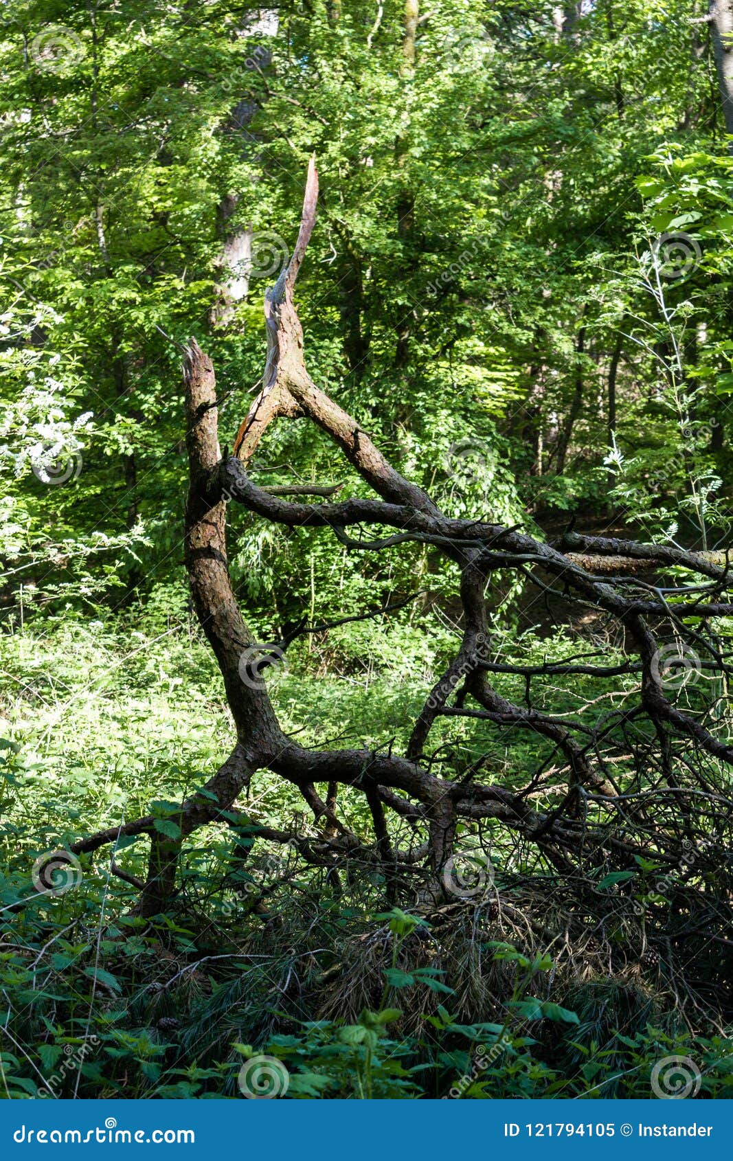 Old Broken Branches Stacked on the Forest Floor between Lush Green ...