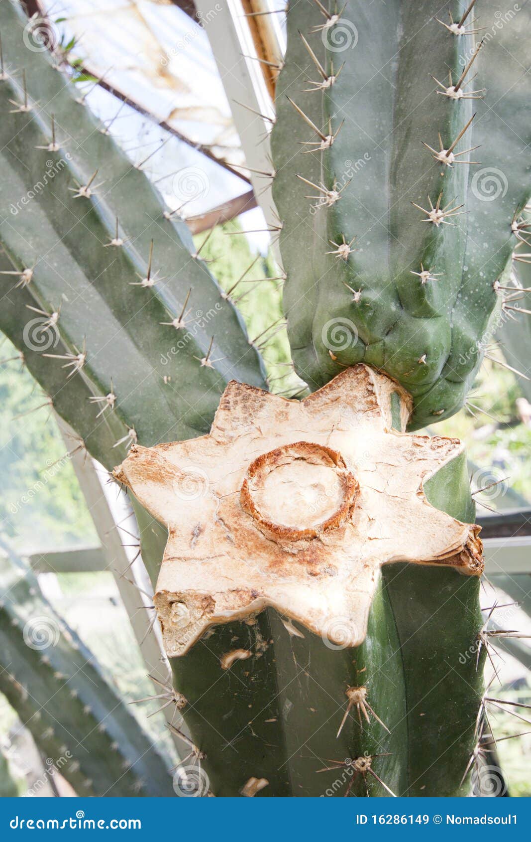 Old broken cactus stock image. Image of sharp, flower - 16286149