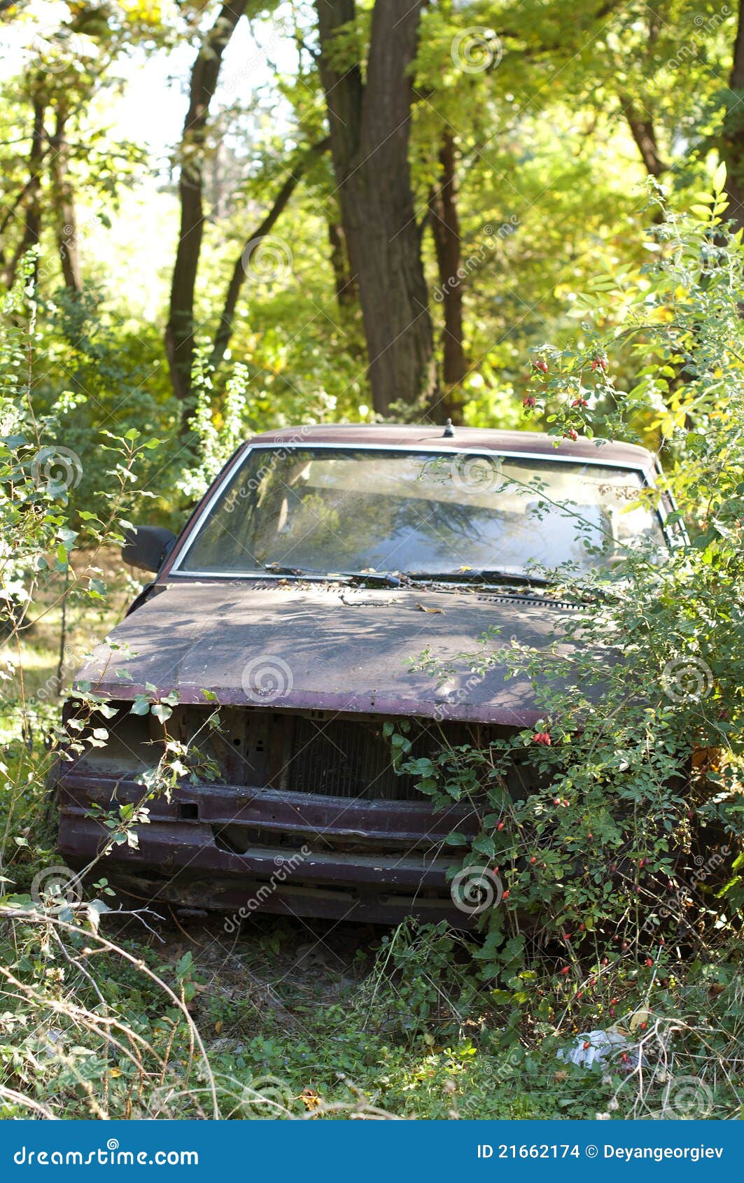 Old, Broken Car between Green Bushes Stock Photo - Image of destroyed ...