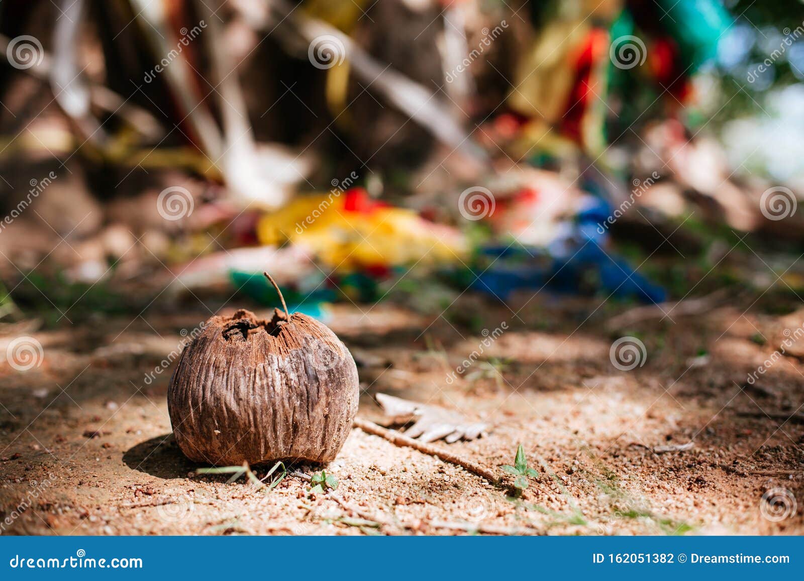 Old Broken Coconut Under Tree Stock Photo - Image of view, landscape ...