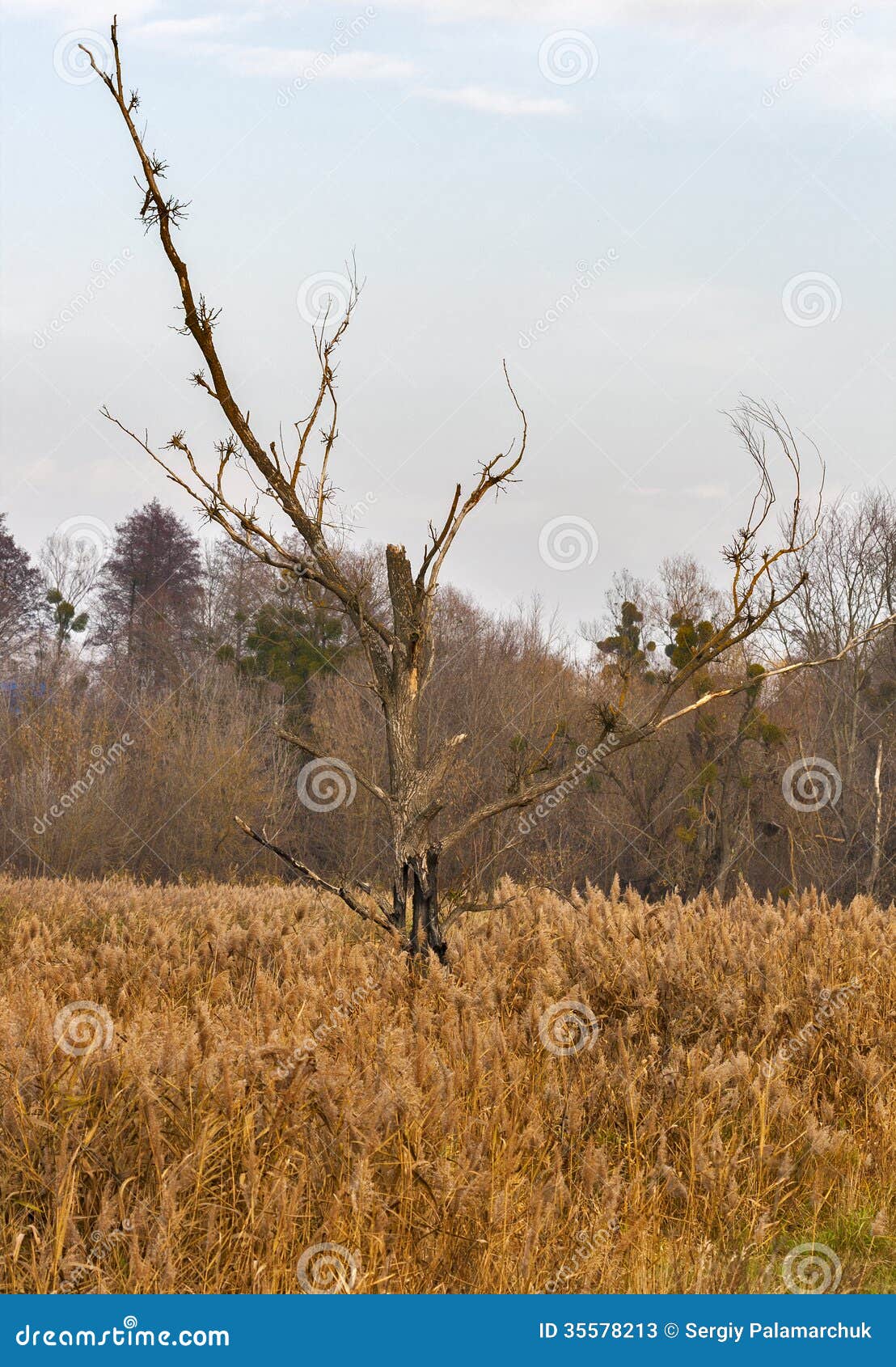 Old Broken Dead Bare Dry Burnt Tree Stock Image - Image of branch ...