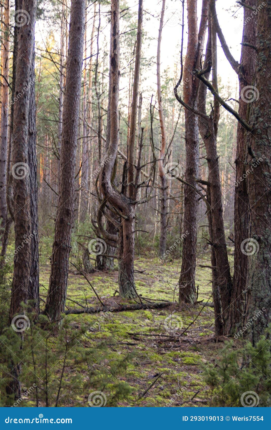 An Old Broken Dying Tree in the Forest is a Symbol of Old Age Stock ...