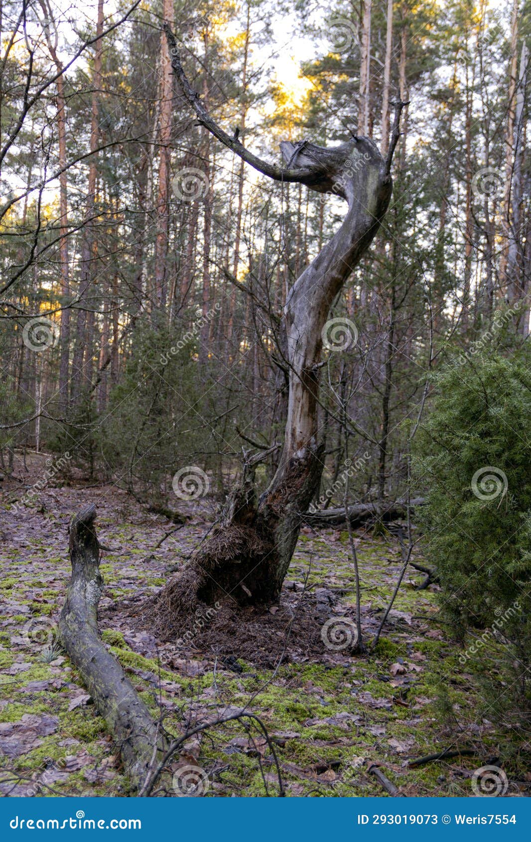 An Old Broken Dying Tree in the Forest is a Symbol of Old Age Stock ...