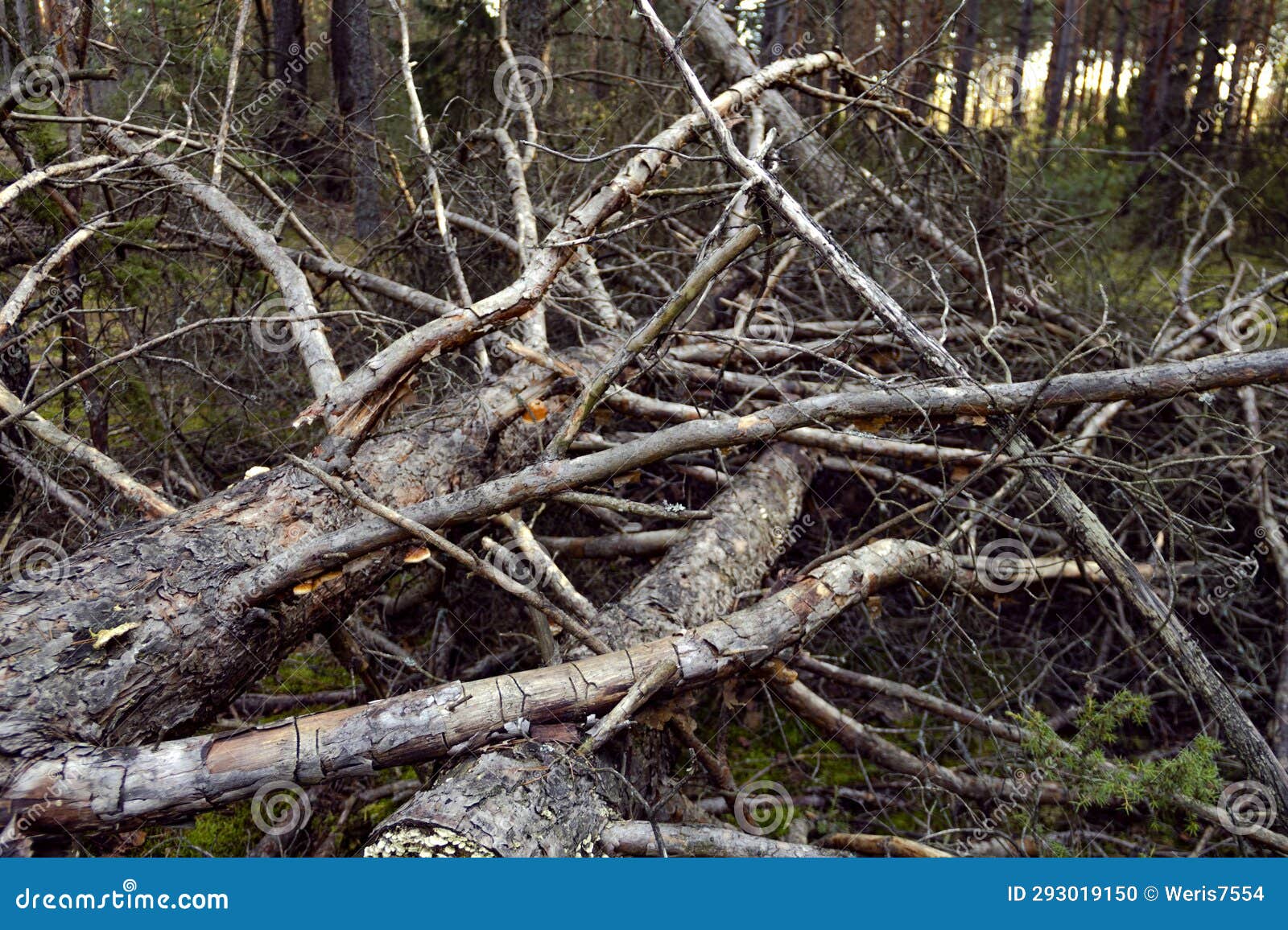 An Old Broken Dying Tree in the Forest is a Symbol of Old Age Stock ...