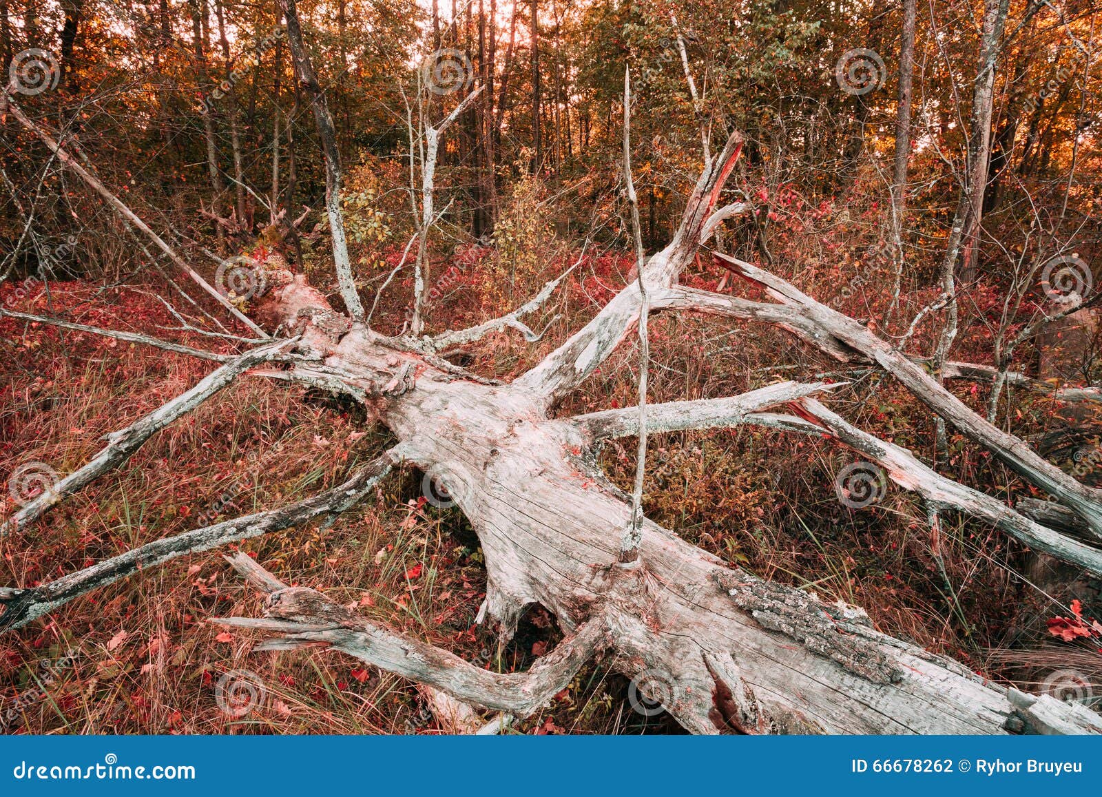 Old Broken Fall Tree in Wild Autumn Forest Stock Photo - Image of scene ...