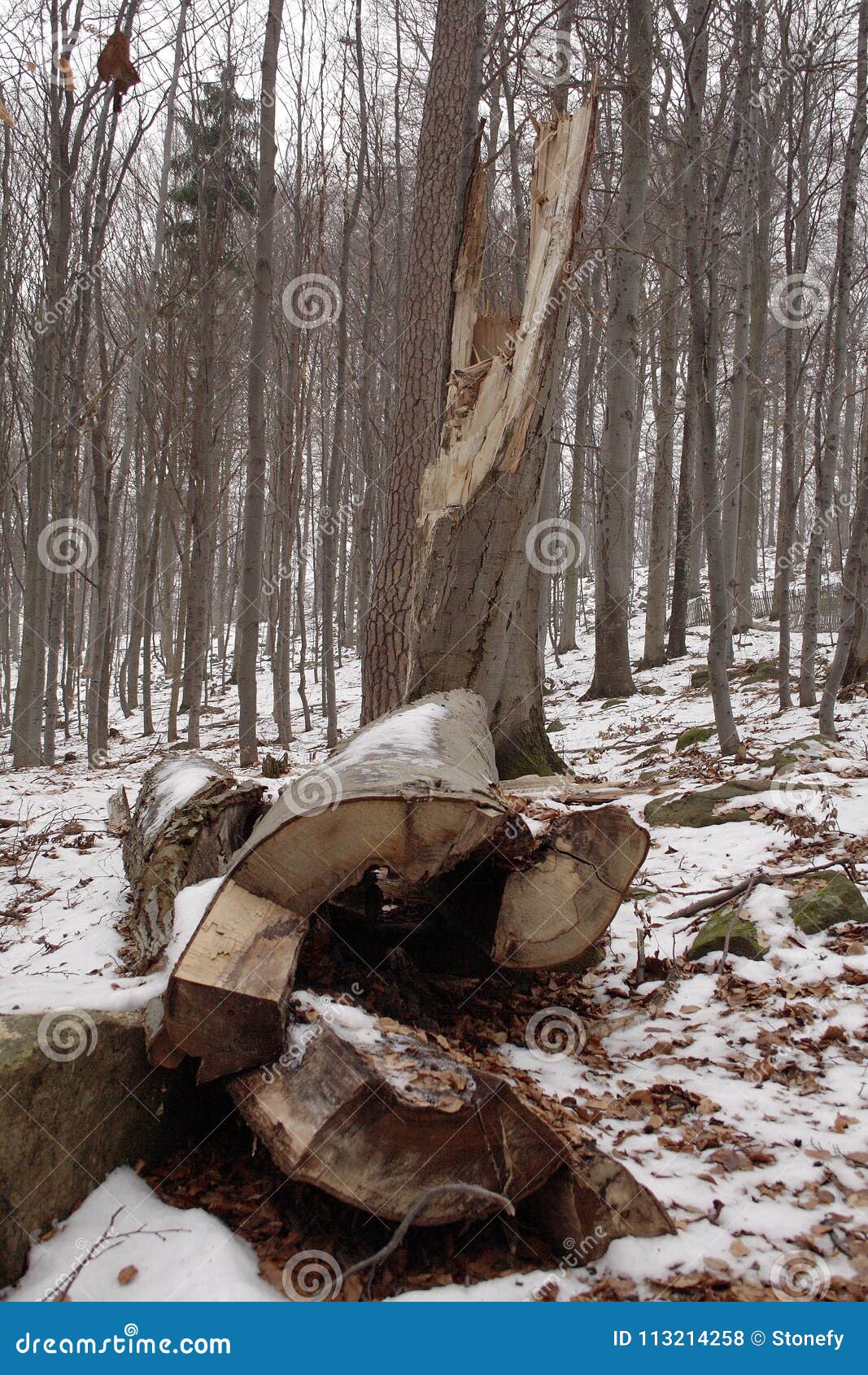 Old Broken Forest Trees in Winter. Stock Photo - Image of blue, damage ...