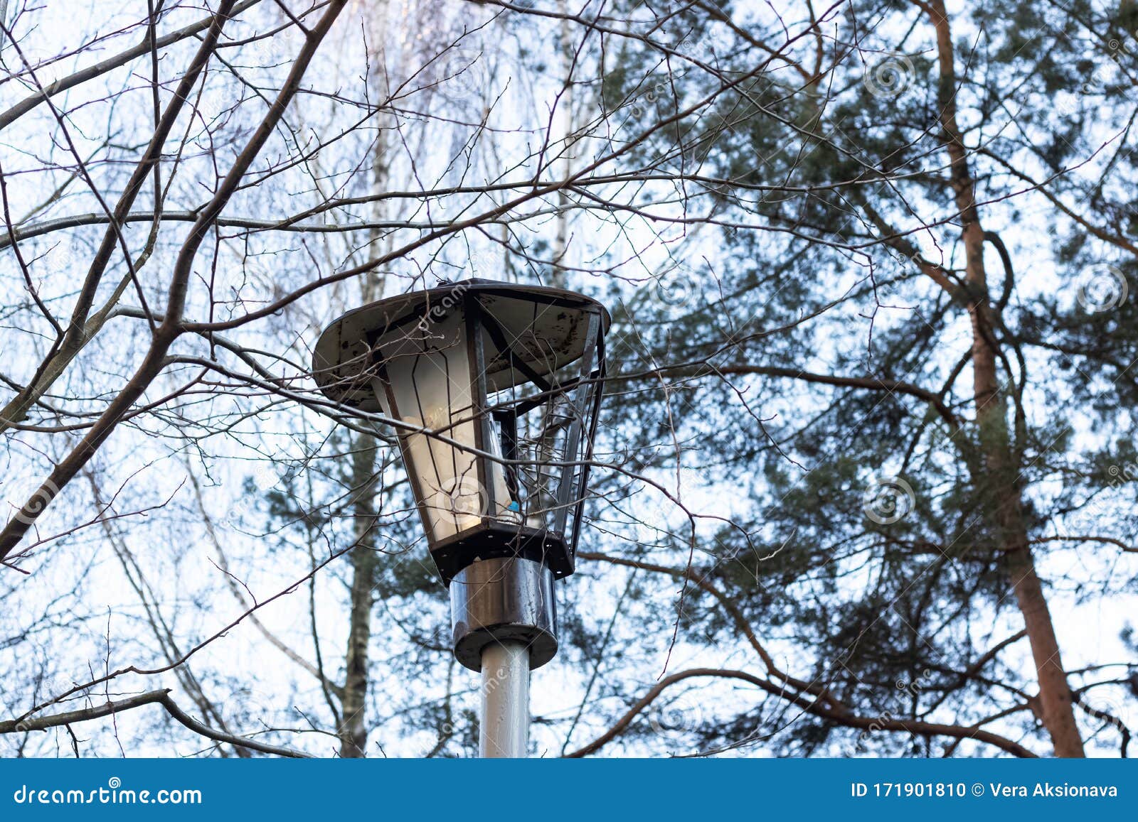Old Broken Lantern among Tree Branches Closeup Stock Photo - Image of ...