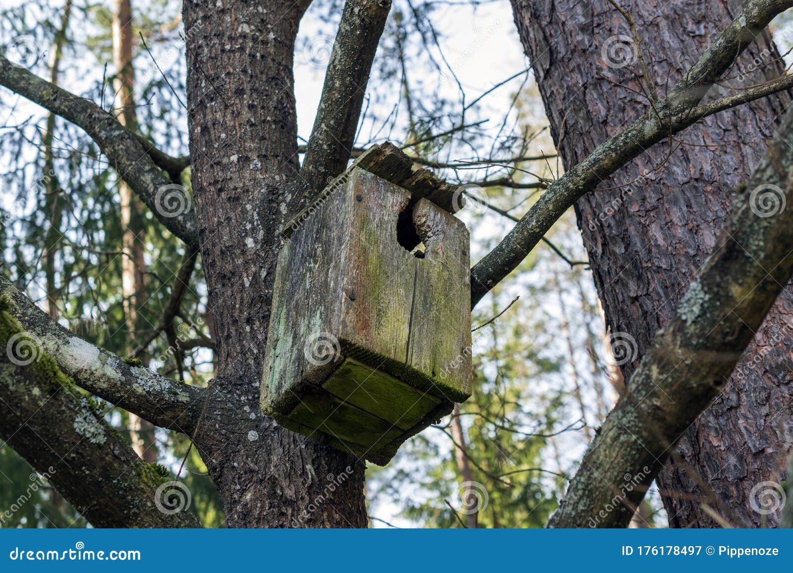 Old Broken Nesting Box in the Tree Stock Image - Image of hole ...