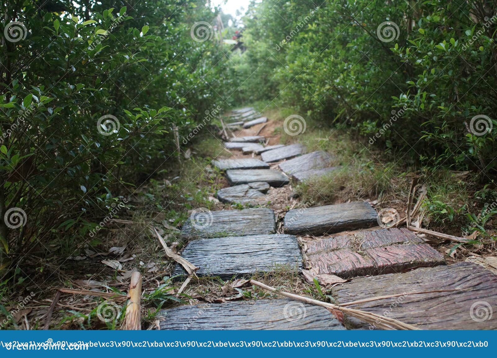 Path Between Stone Walls In Ruin Of Vrsatec Castle. Stock Image ...