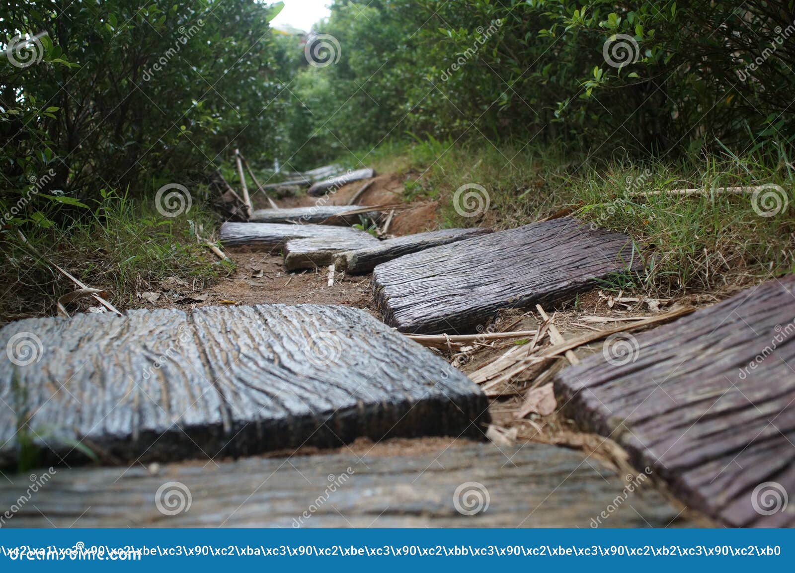 Old Broken Path Stone in the Jungle Stock Image - Image of forest, grey ...