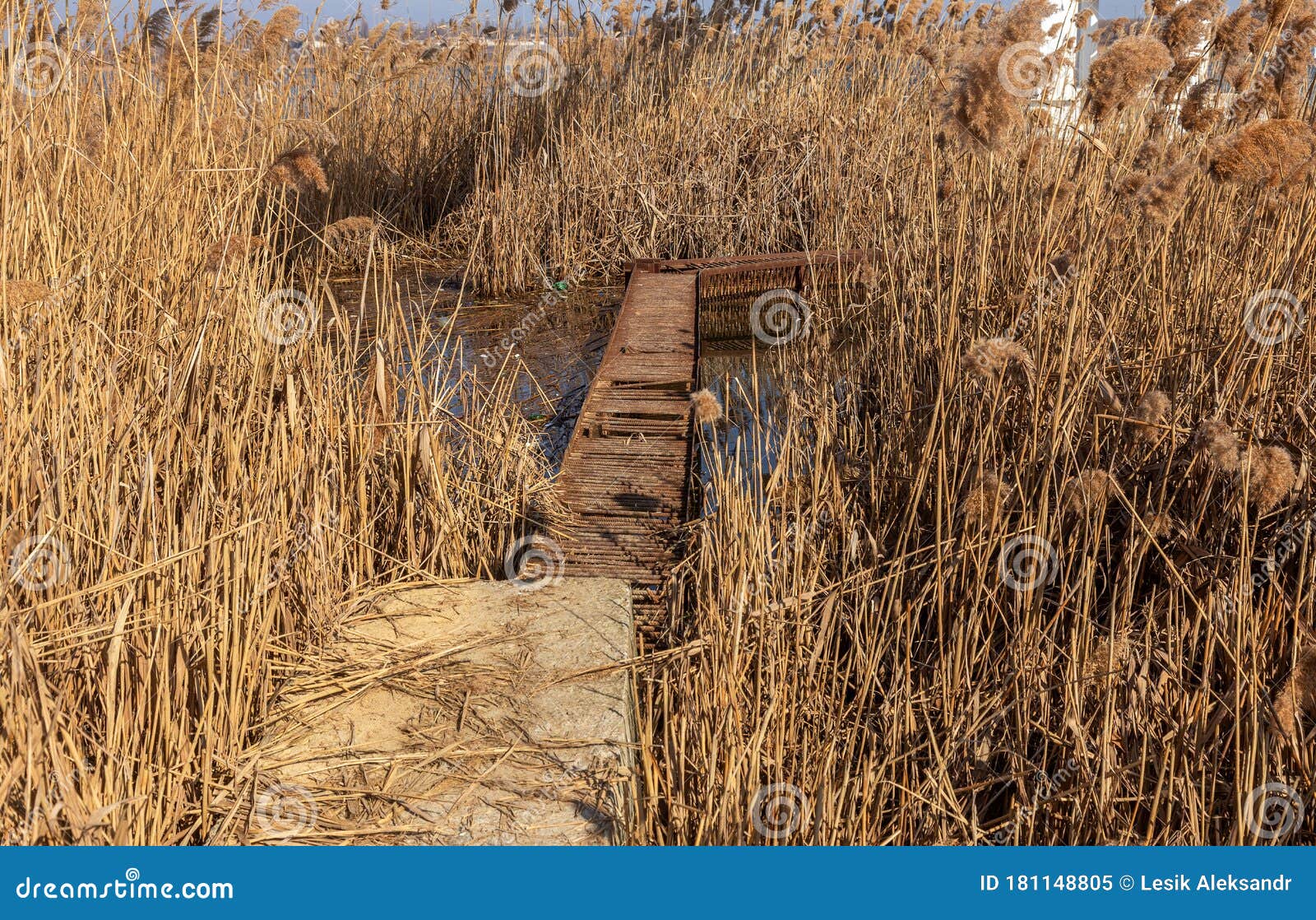 Old Broken Rusty Bridge in the Reeds for Fishermen. Rusty Metal Stock ...