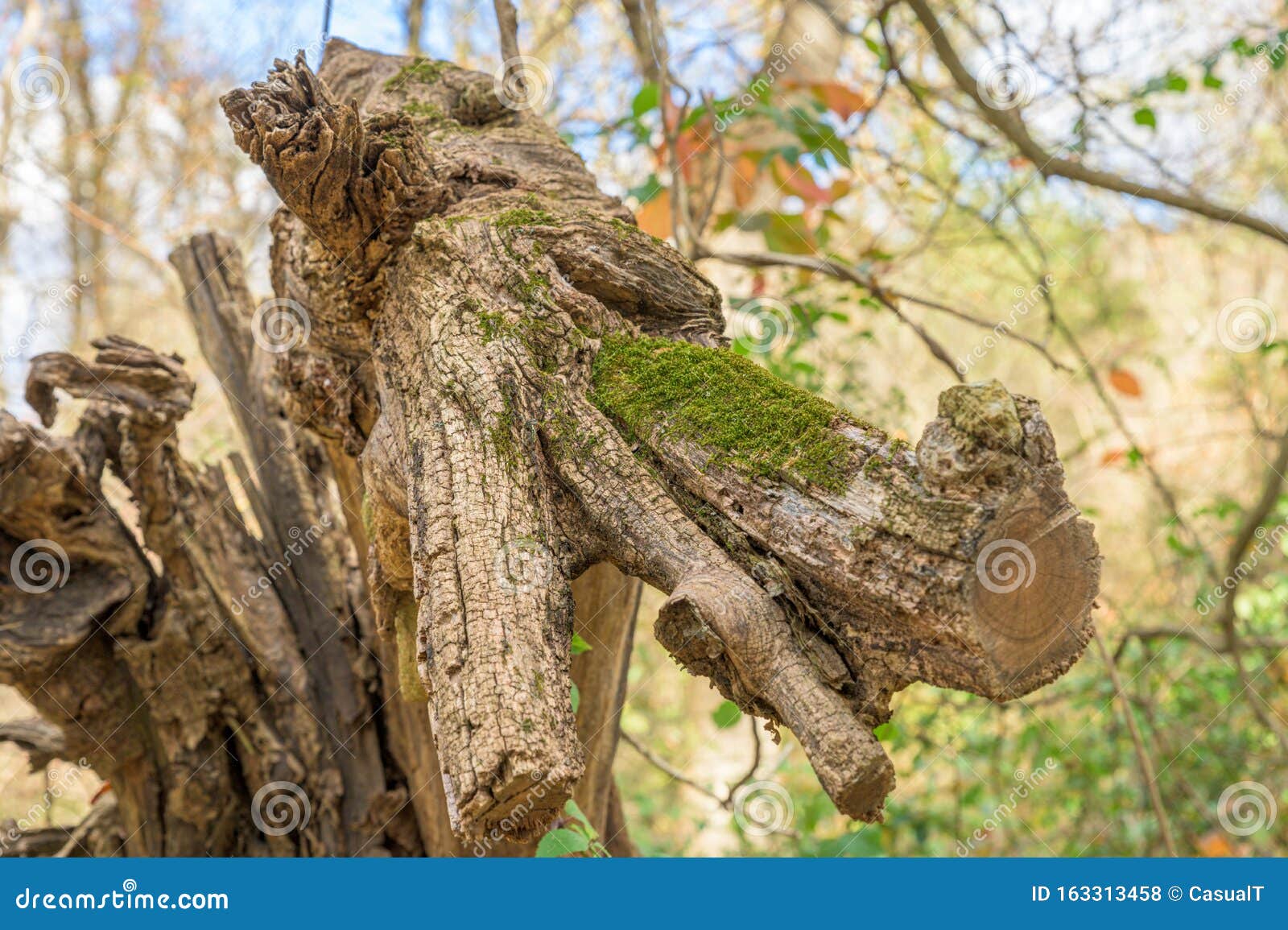 Old Broken and Sawed Off Tree Trunk on a Bright Autumn Day in Upstate ...