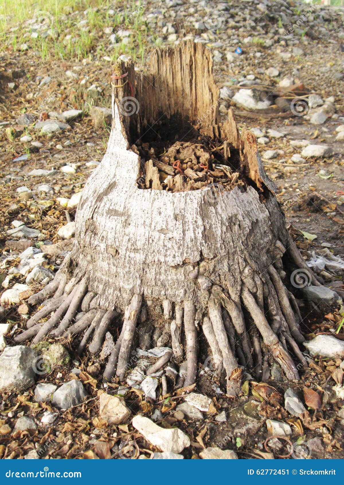Old broken stumps stock image. Image of rocks, roots - 62772451