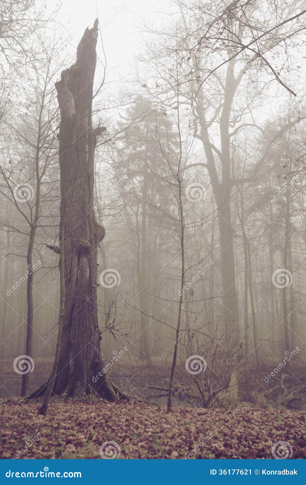 Old Broken Tree in Autumn Day Stock Image - Image of pine, scenic: 36177621