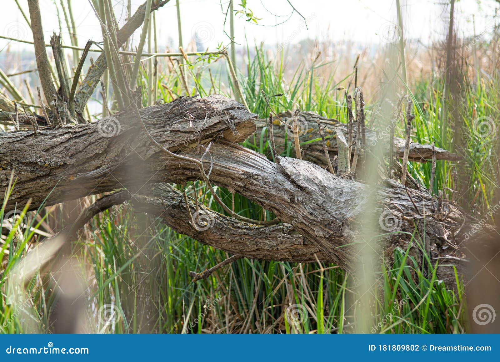 Old Broken Tree on a Blurry Background Near the Water Stock Photo ...