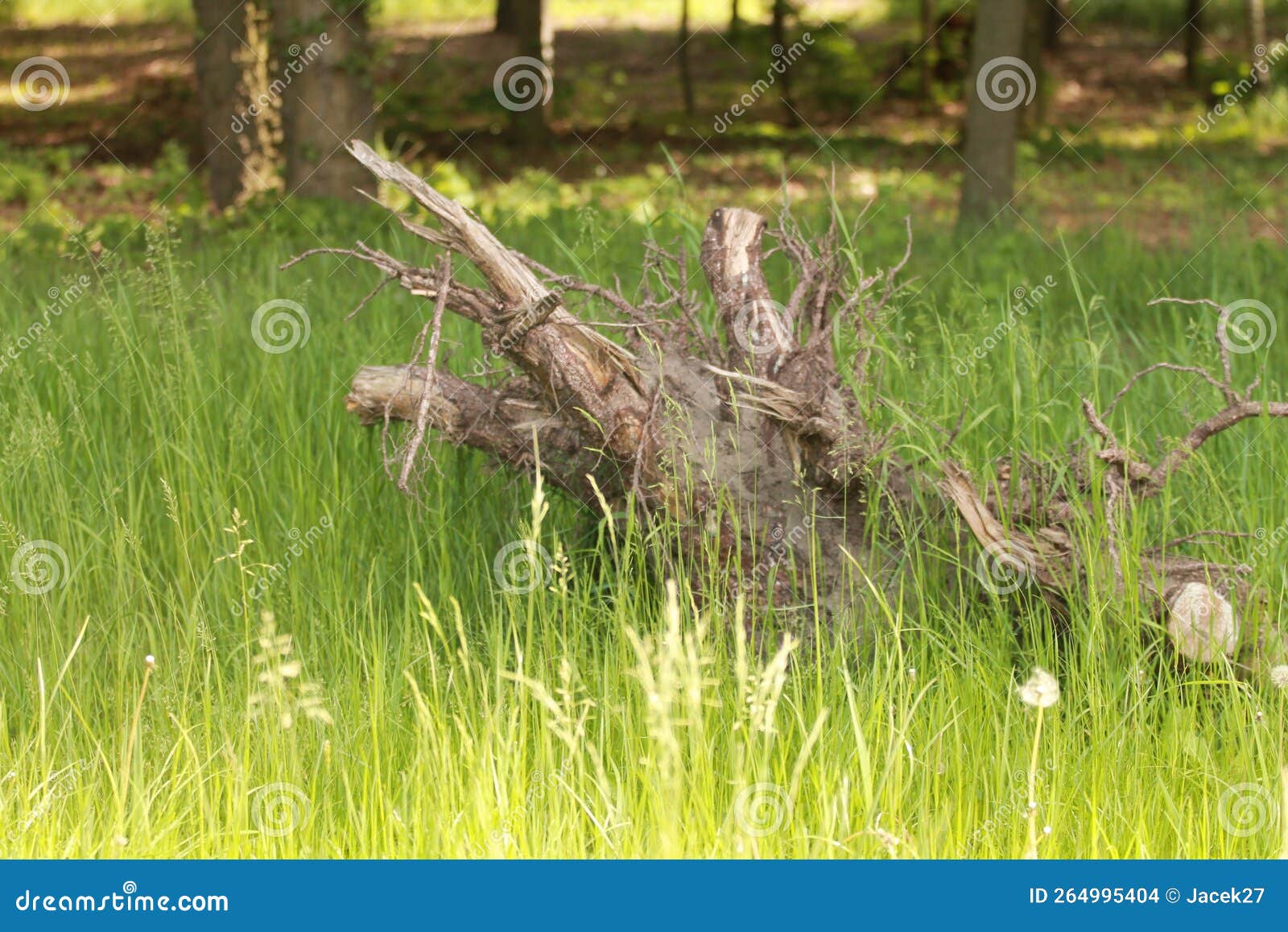 Old broken tree branch stock photo. Image of wetland - 264995404