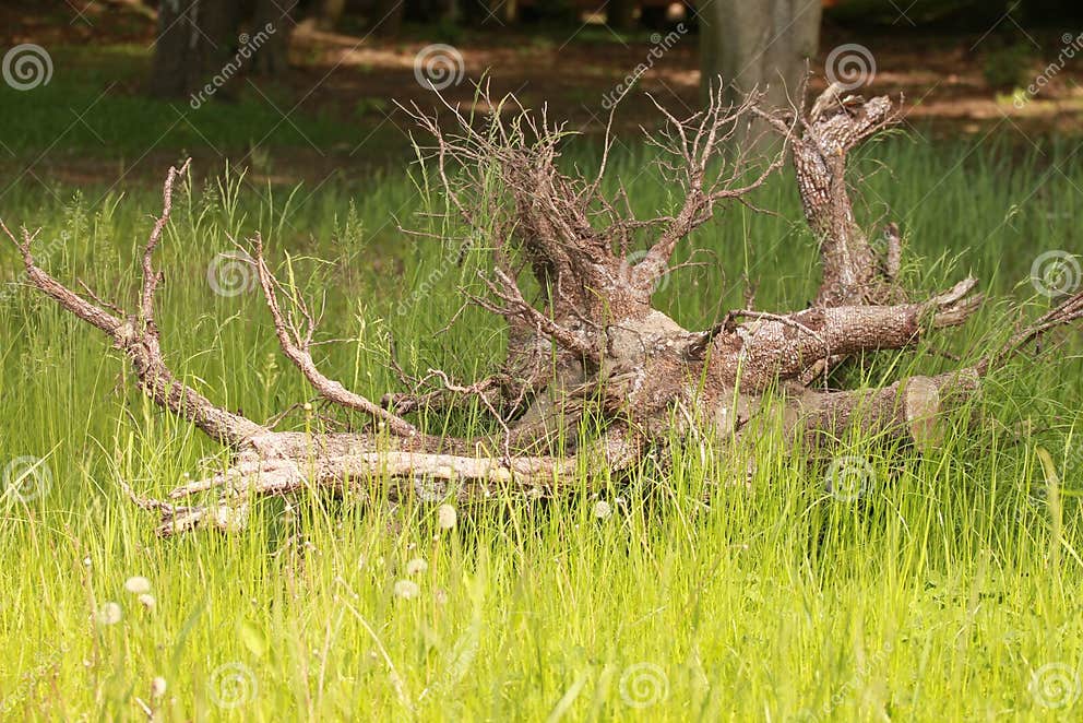 Old broken tree branch stock photo. Image of broken - 264995420