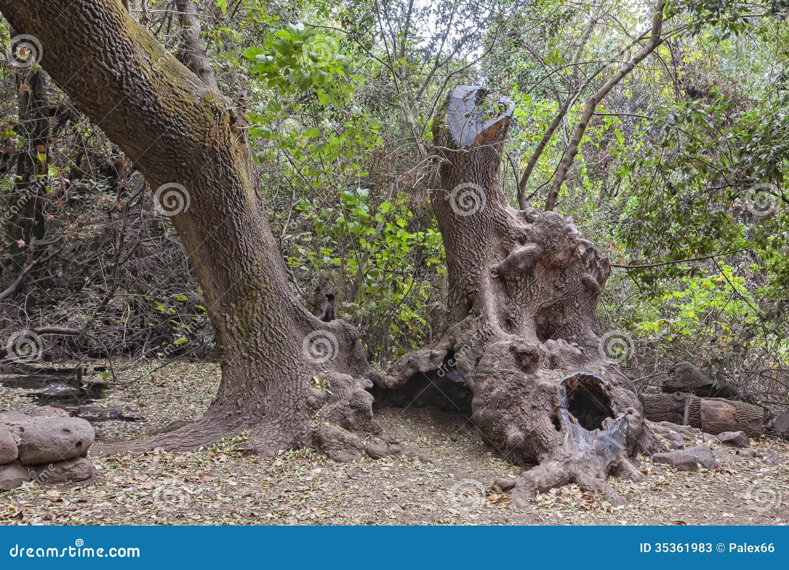 Old broken tree stock image. Image of peaceful, concept - 35361983