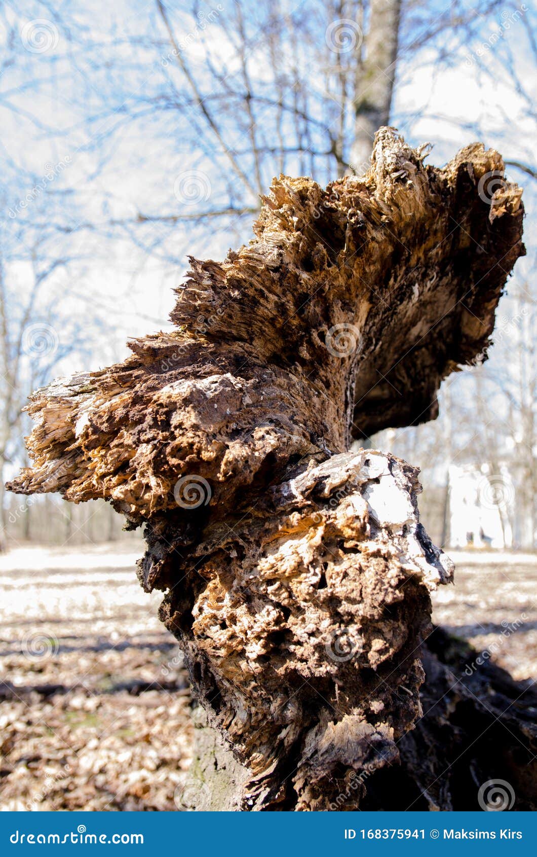 Old Broken Tree in the Park Stock Image - Image of broken, nature ...