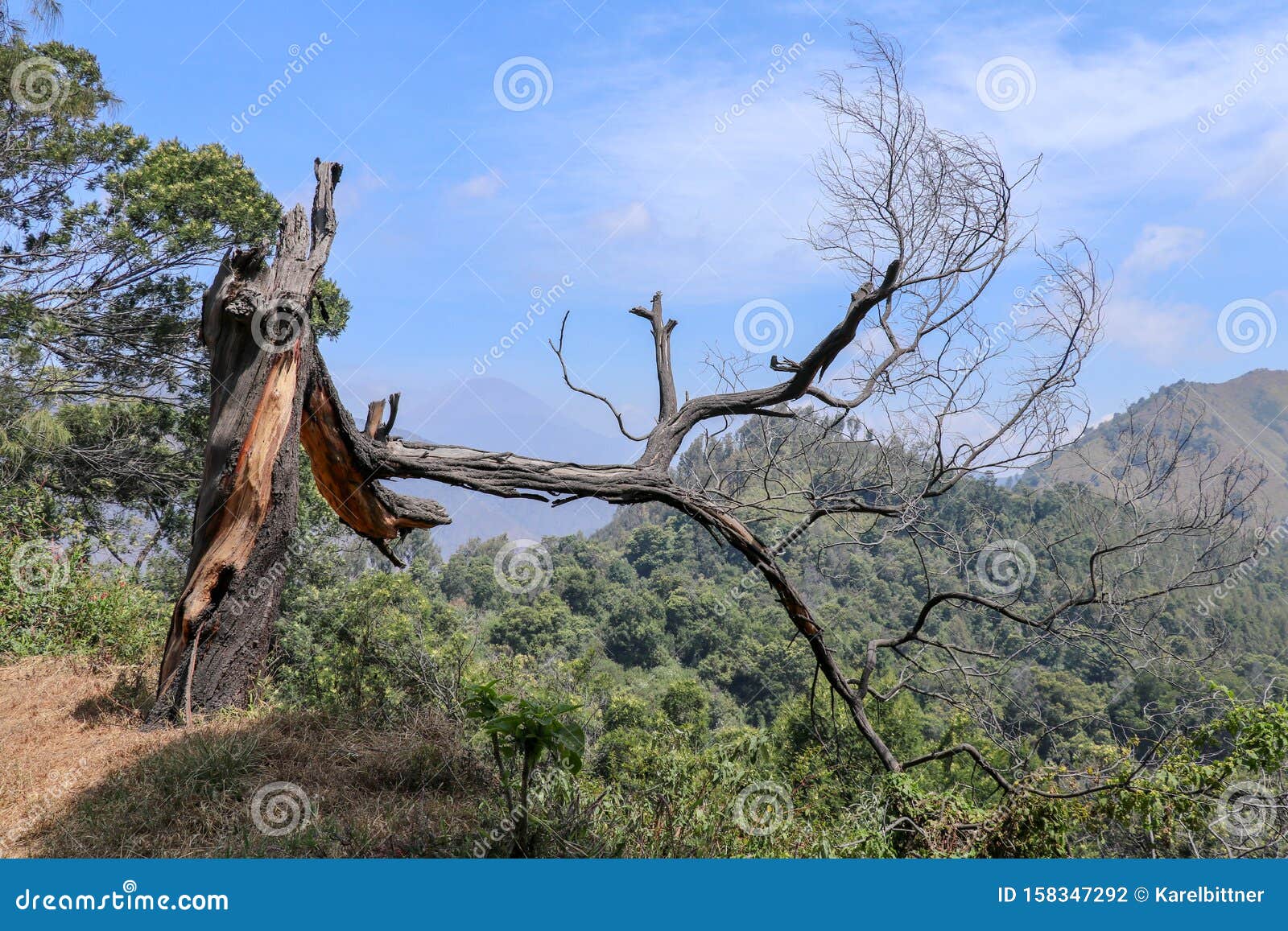 Old Broken Tree with Peeling Bark. Withered Twisted Trunk of Abstact ...