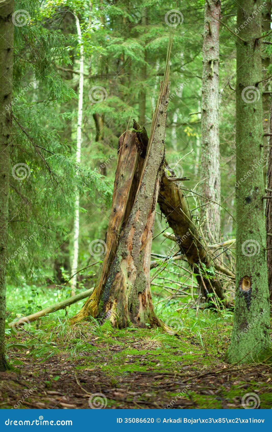 Old broken tree stock photo. Image of view, woods, moss - 35086620