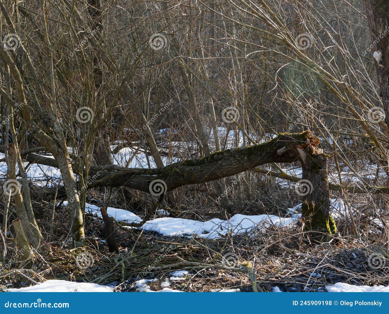 Old Broken Tree in the Spring Forest. Stock Photo - Image of springtime ...
