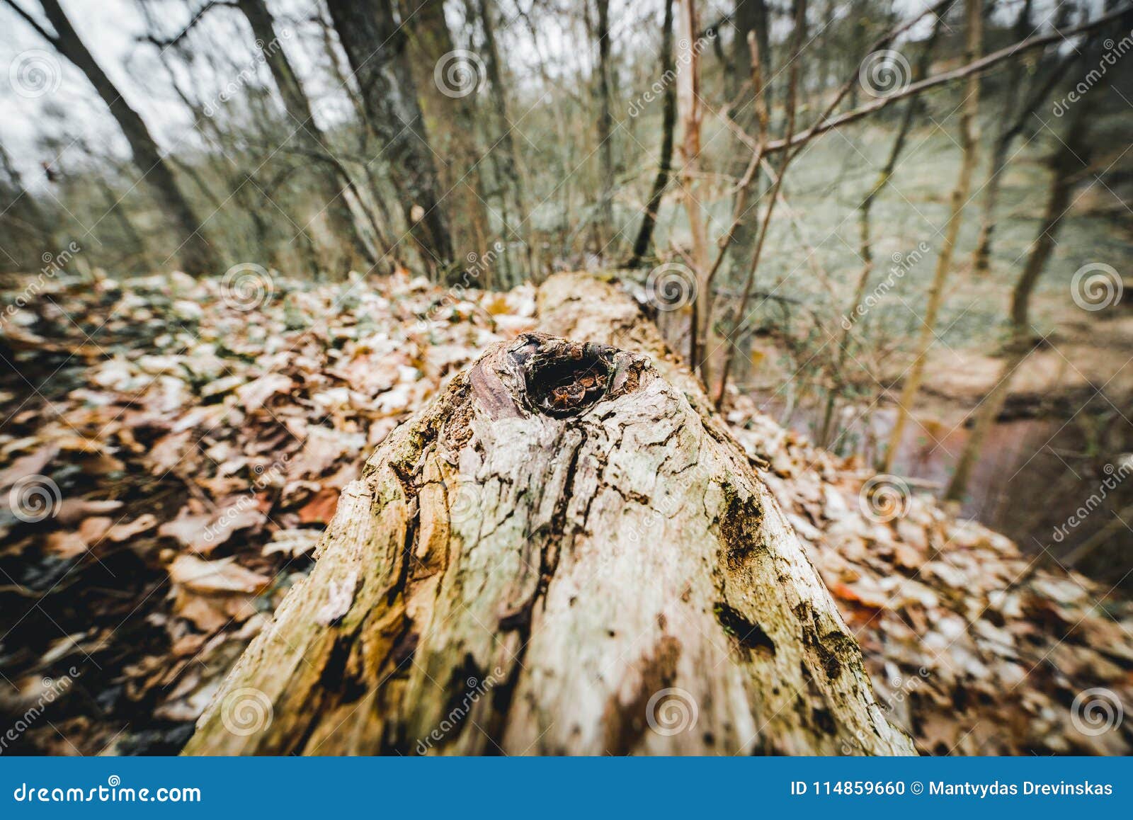 Old Broken Tree Trunk in the Forest Stock Photo - Image of closeup ...