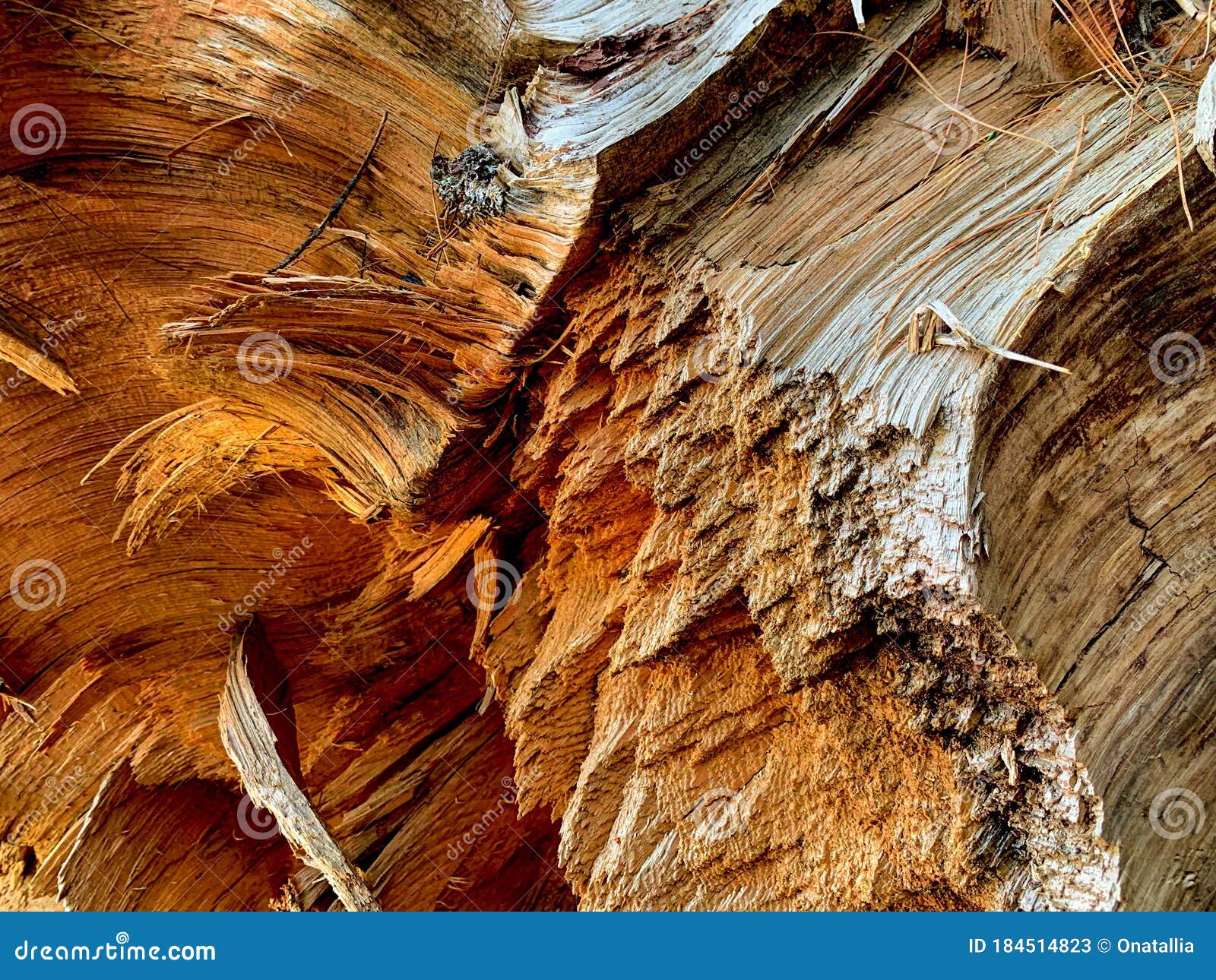 Broken Tree Trunk with Long Grain Stock Image - Image of broken ...