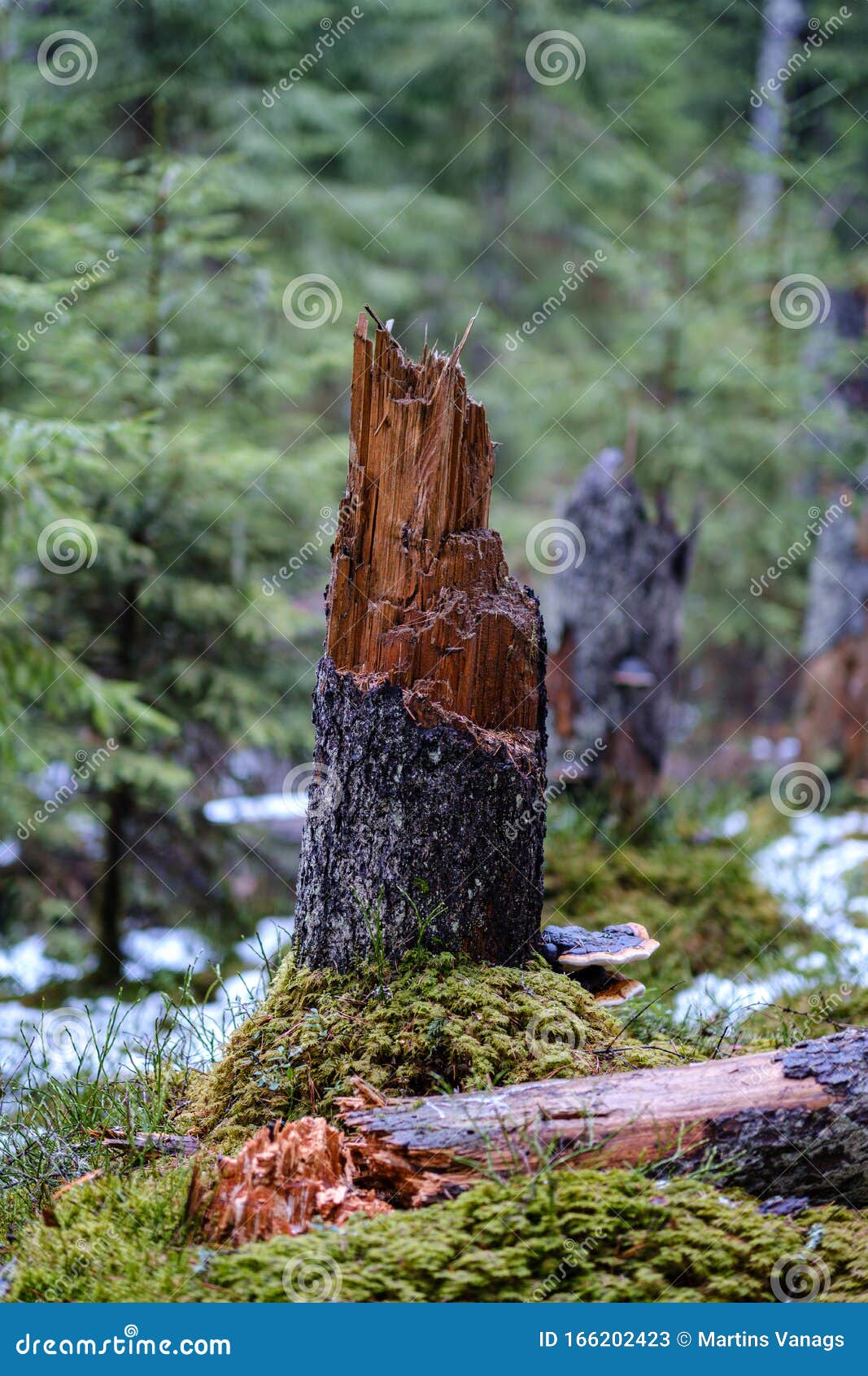 Old Broken Tree Trunk Stump Covered with Moss in Wet Forest Stock Image ...