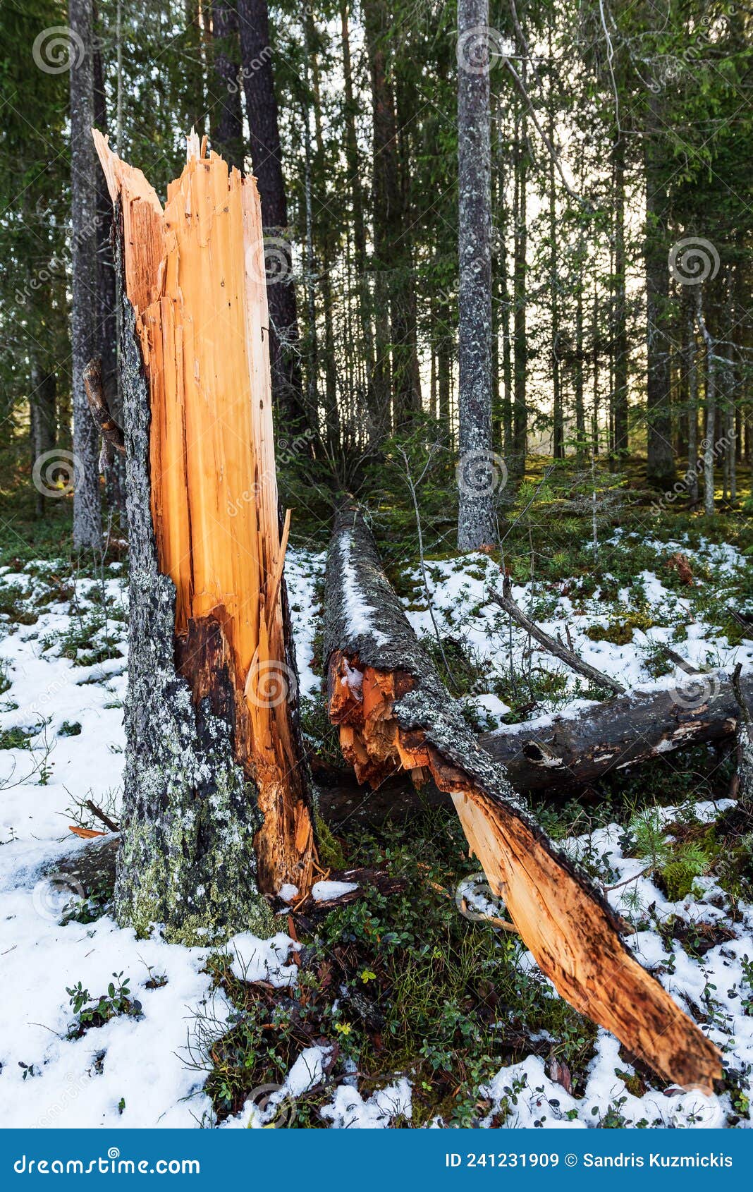 Old Broken Tree Trunk Stump Laying in Forest. Broken Tree Stock Image ...