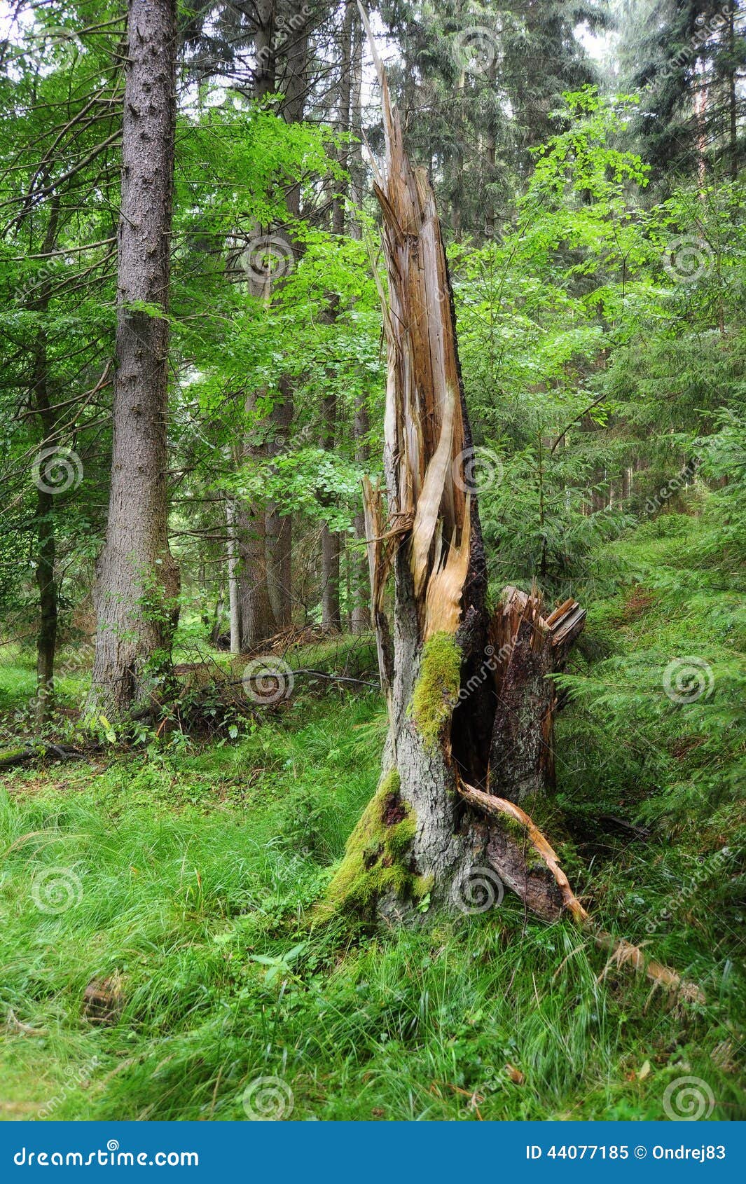 Old broken tree stock image. Image of branch, spring - 44077185