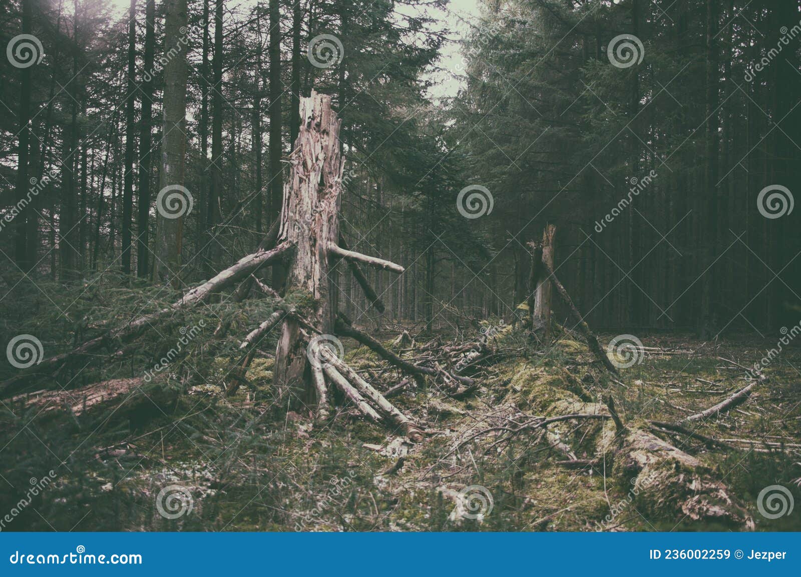 Old Broken Tree in the Woods Stock Image - Image of foliage, tree ...