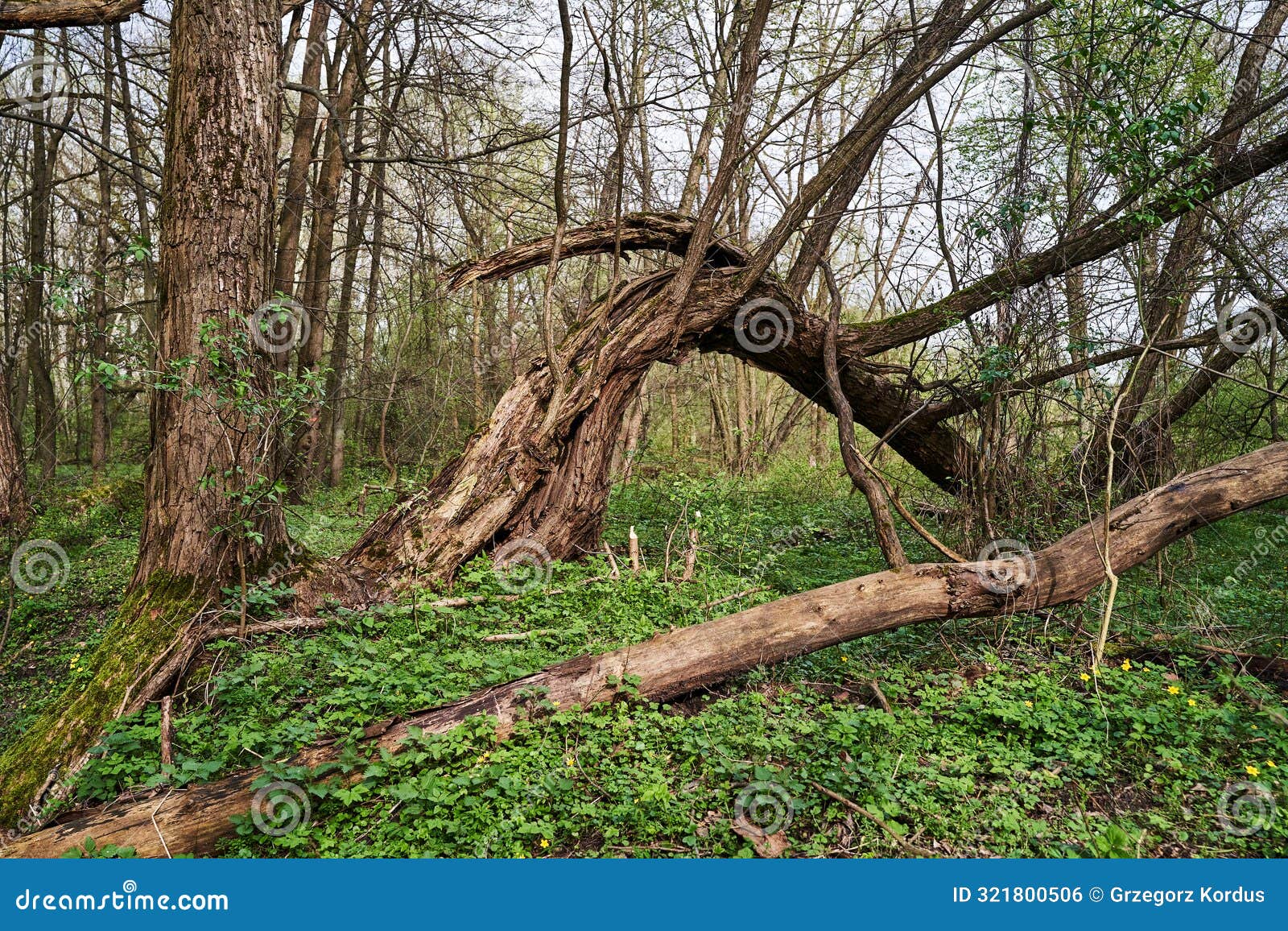 Old, Broken Trees in a Deciduous Forest Stock Photo - Image of broken ...