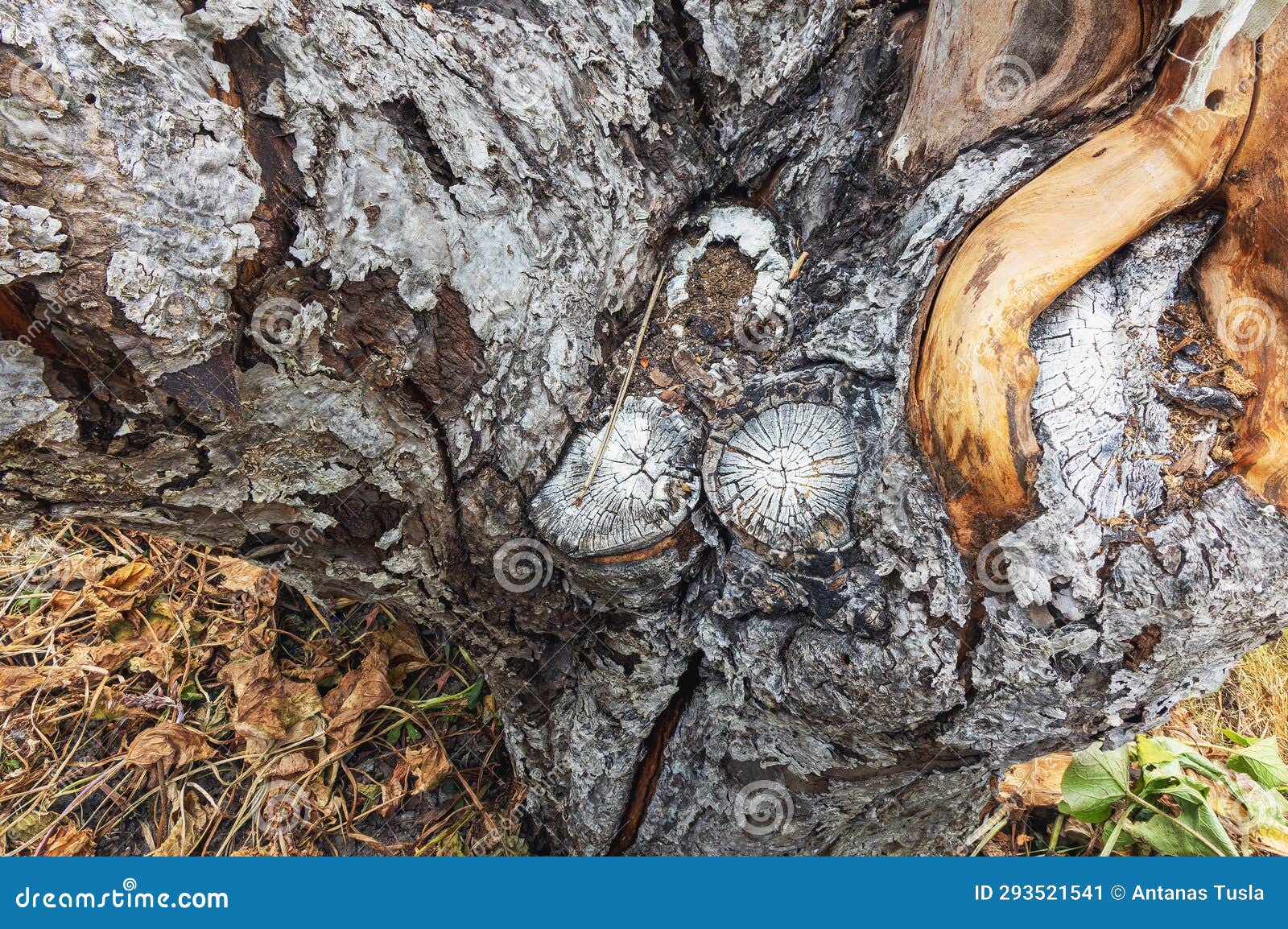 An Old Broken Trunk of an Apple Tree Stock Image - Image of wood ...