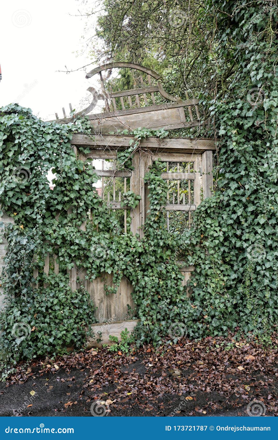 Old Broken Wooden Gate with Climbing Plant Stock Image - Image of ...