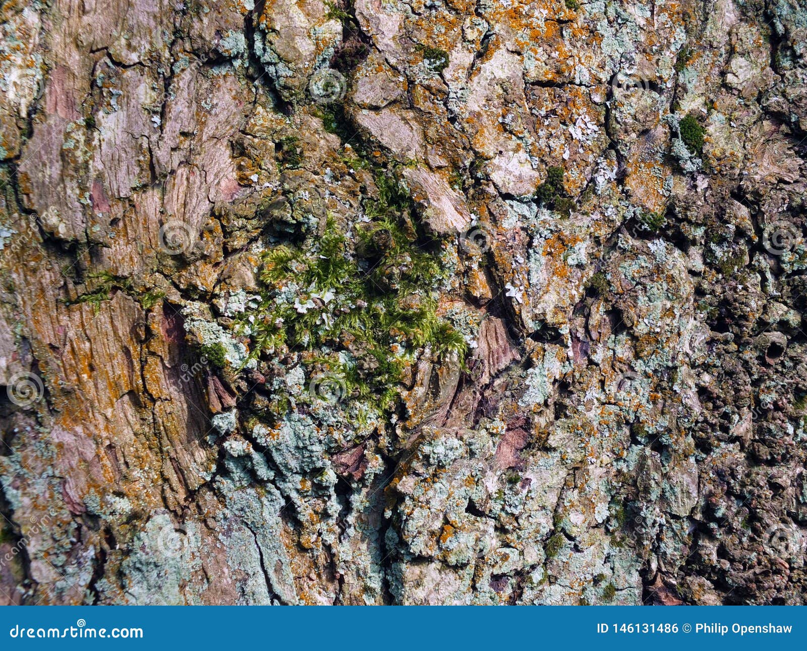 Old Brown Beech Tree Bark with Rough Texture and Green Moss and Lichen ...