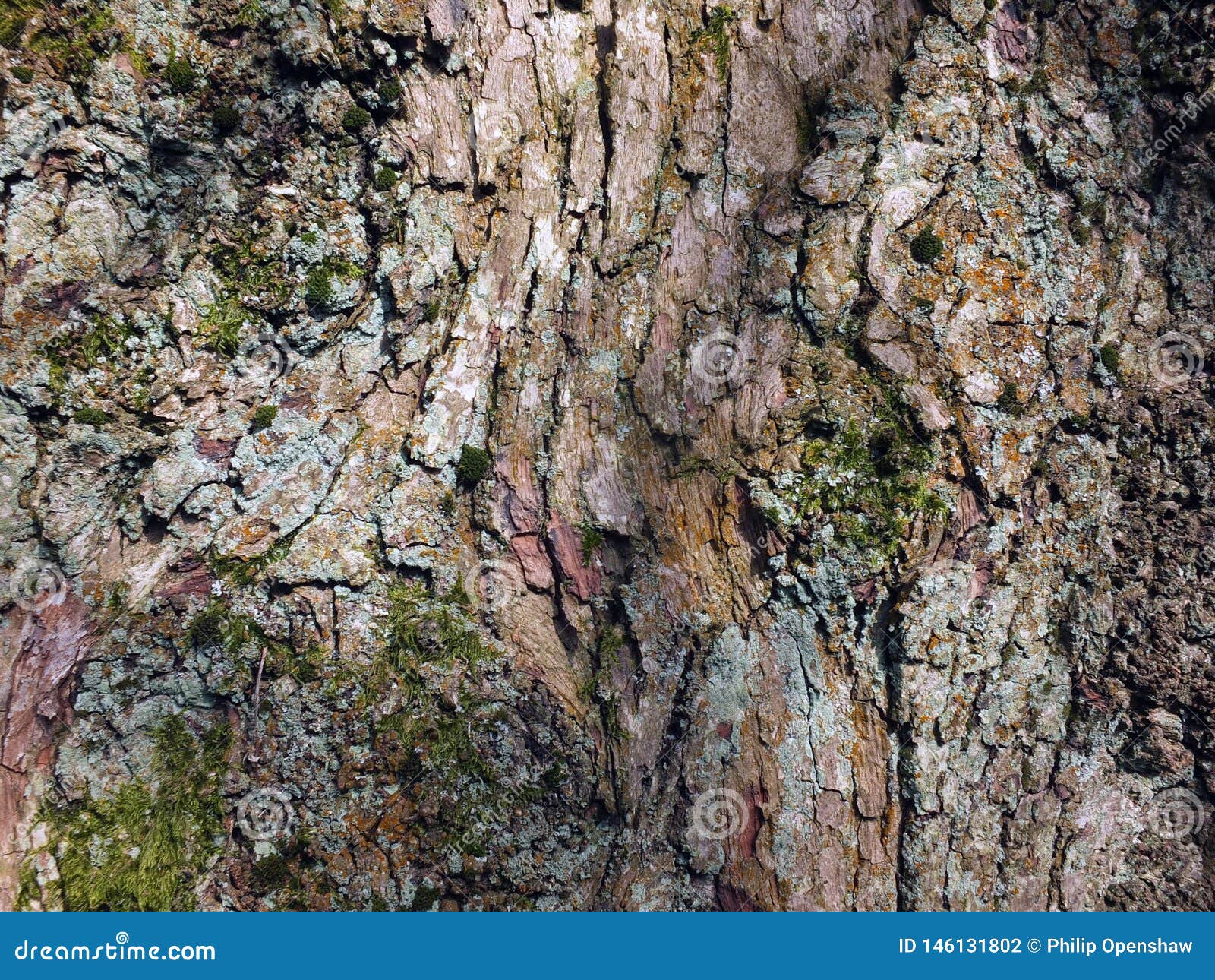 Brown Beech Tree Bark with Rough Texture and Green Moss and Lichen ...