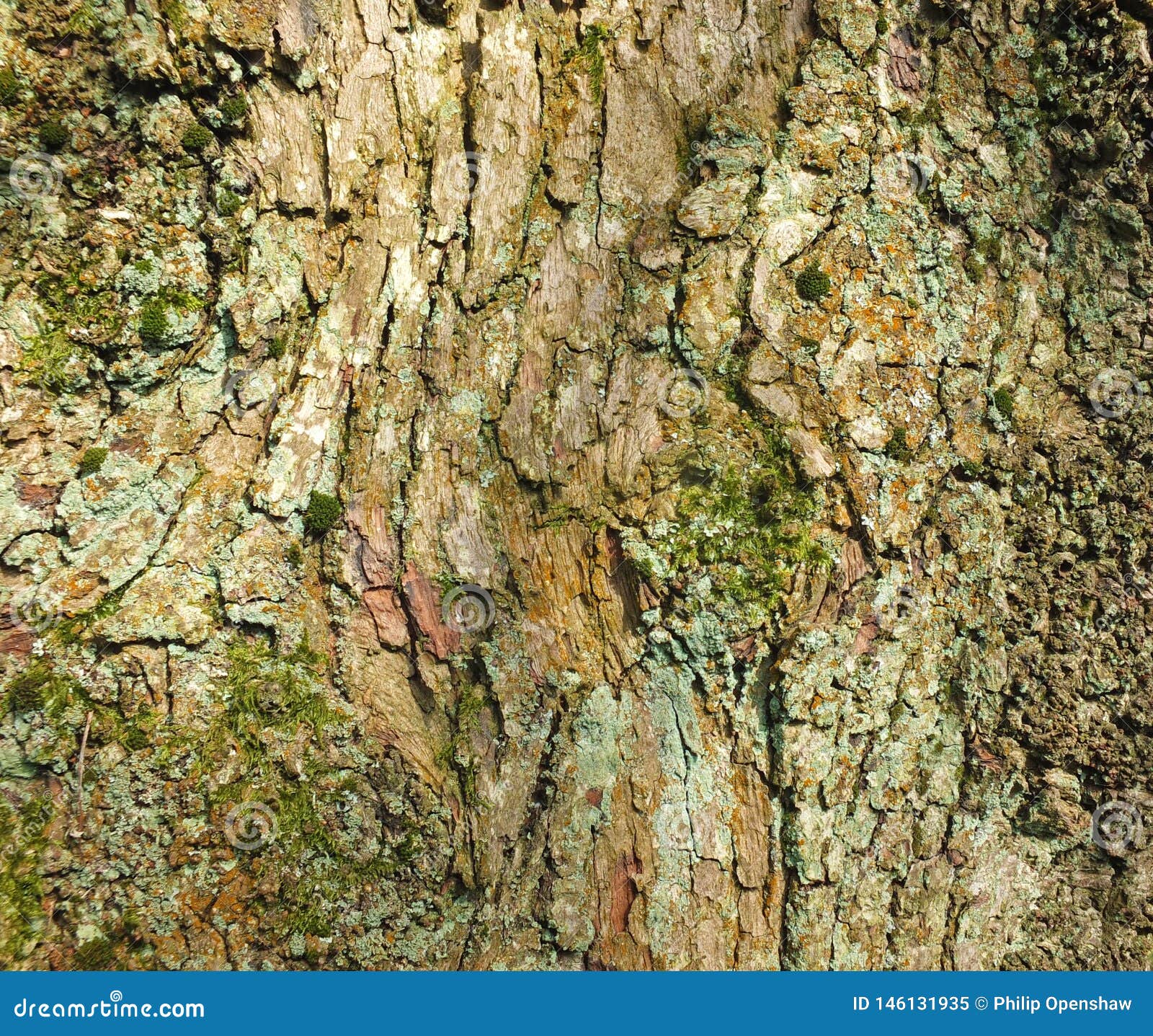 Brown Beech Tree Bark with Rough Texture and Green Moss and Lichen ...