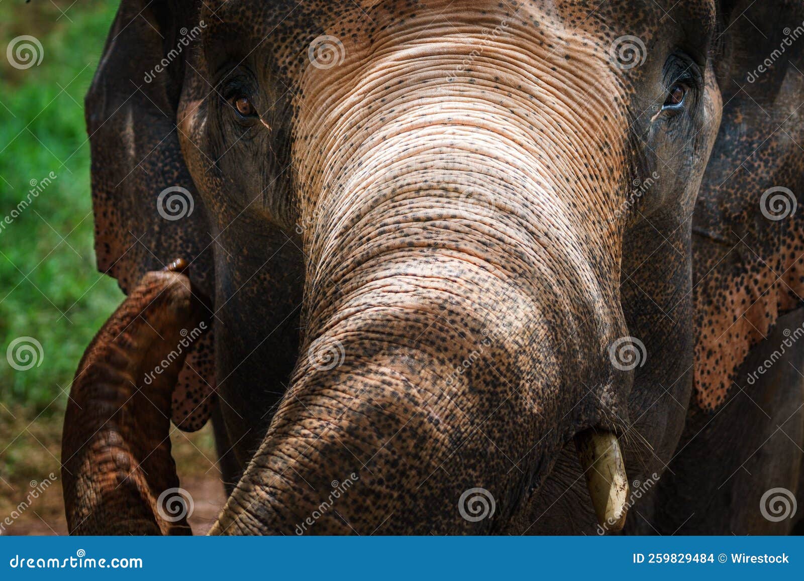 Old, Brown Elephant in the Jungle Stock Photo - Image of wildlife ...