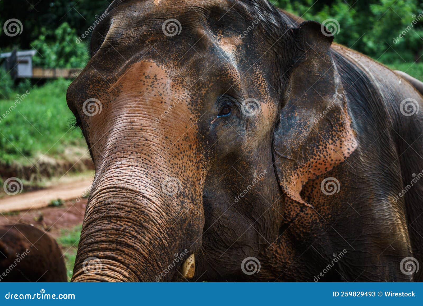 Old, Brown Elephant in the Jungle Stock Image - Image of wildlife, wild ...