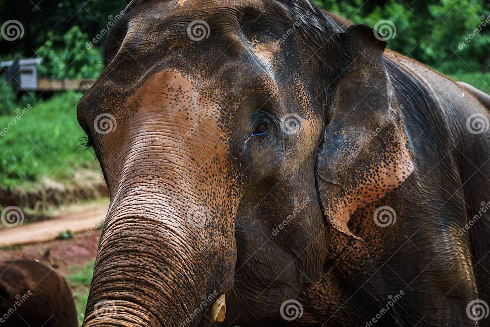 Old, Brown Elephant in the Jungle Stock Image - Image of wildlife, wild ...