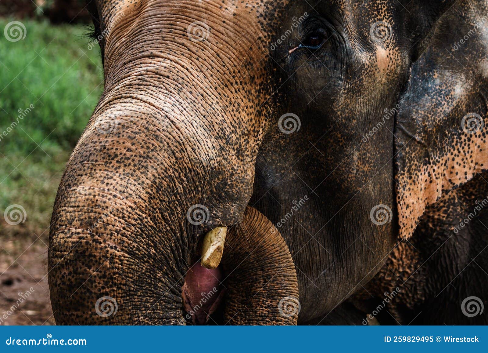 Old, Brown Elephant in the Jungle Stock Image - Image of nature, brown ...