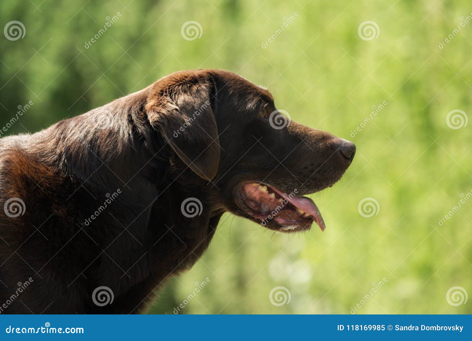 An Old Brown Labrador Retriever in the Garden Stock Image - Image of ...