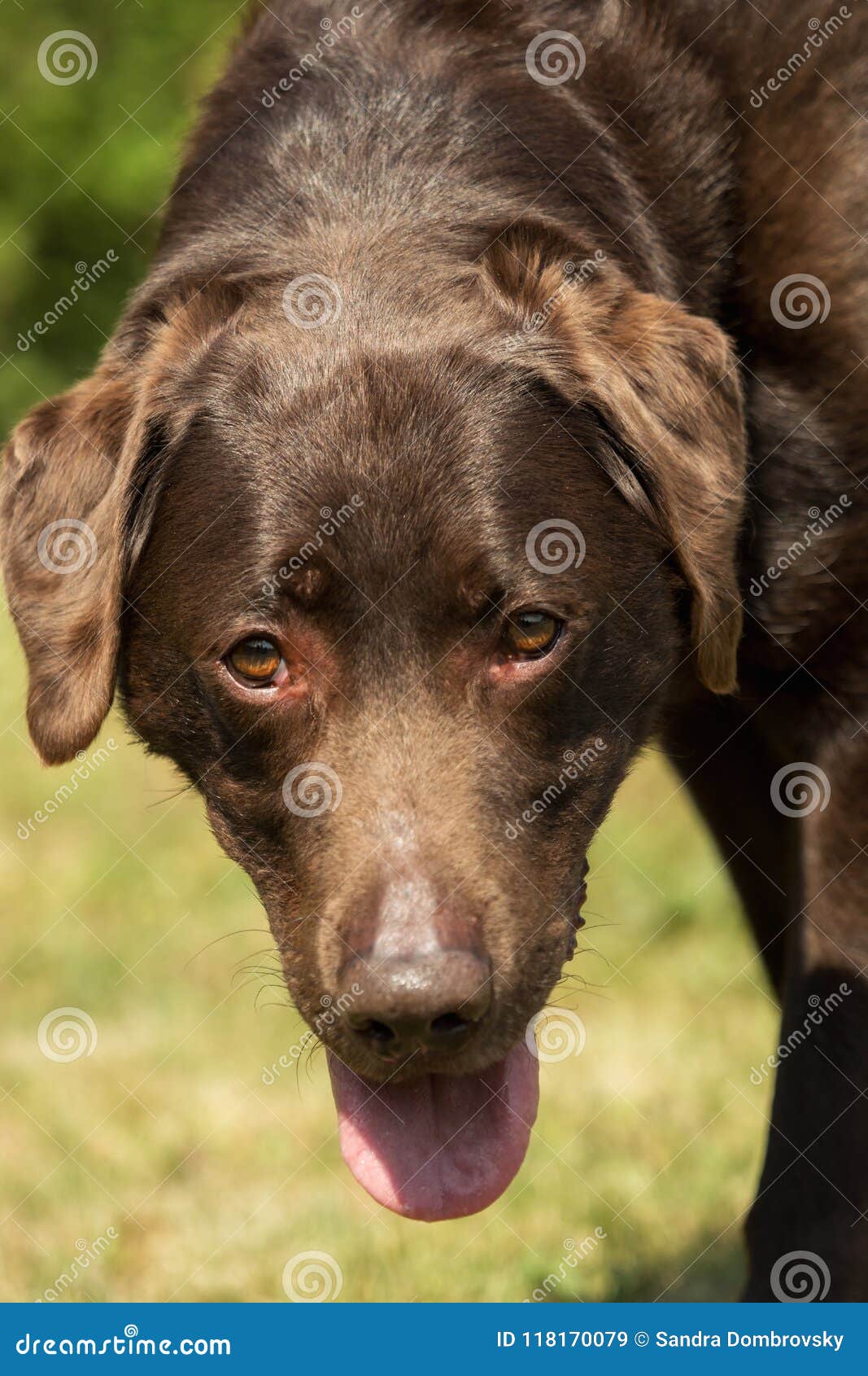 An Old Brown Labrador Retriever in the Garden Stock Image - Image of ...