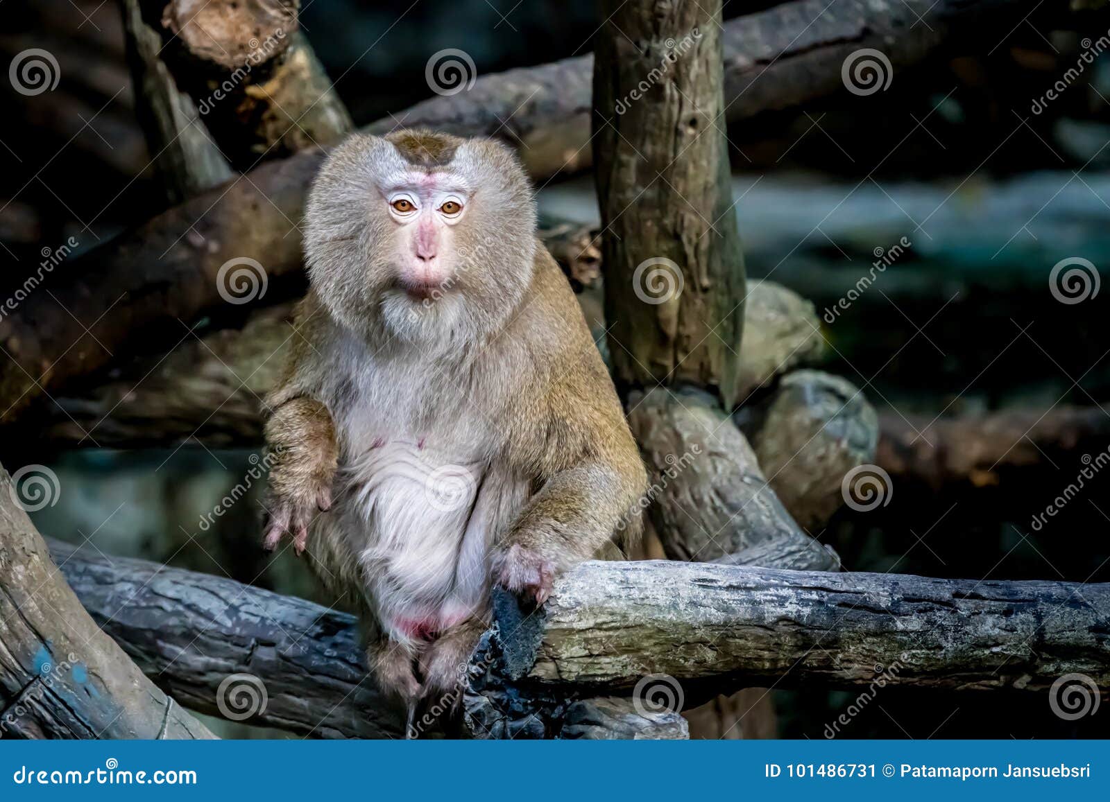 Old brown monkey stock image. Image of wild, monkey - 101486731