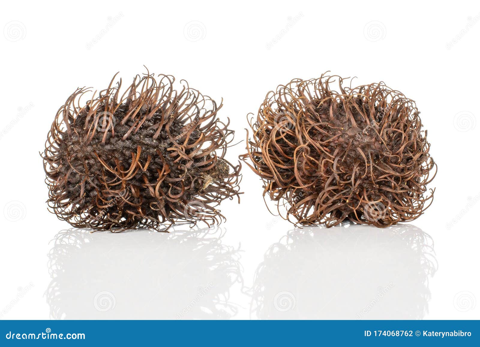 Old Brown Rambutan Isolated on White Stock Photo - Image of isolated ...